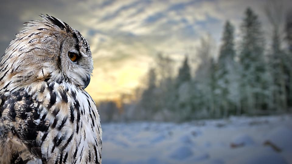 Spirit Animal Meaning - Your Protectors And Guides